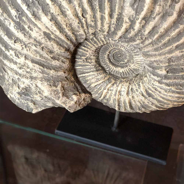 Ammonite Sculpture – Blacks of Sopwell